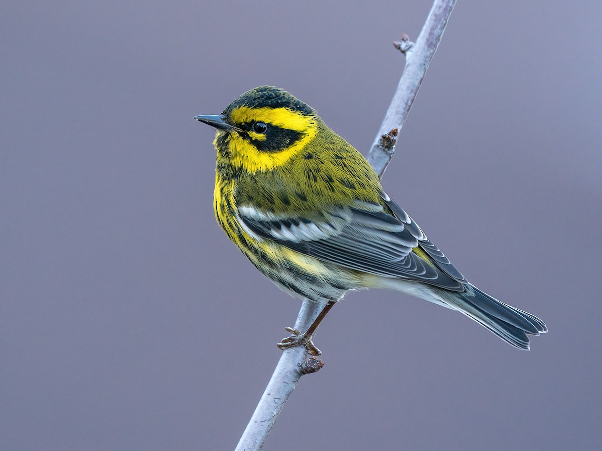Townsend's Warbler - Setophaga townsendi - Birds of the World