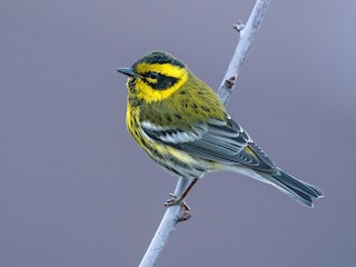 Townsend's Warbler - Setophaga townsendi - Birds of the World