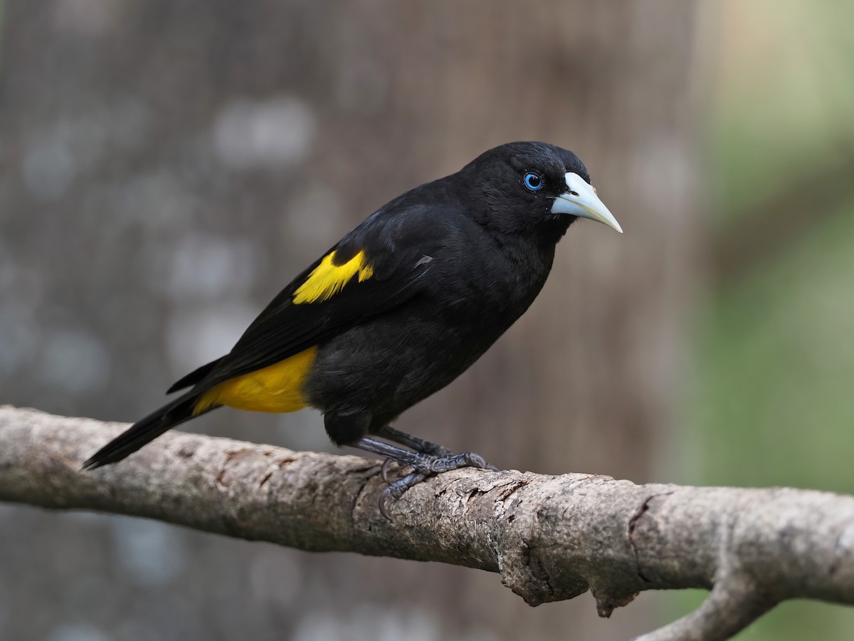Yellow-rumped Cacique - Cacicus cela - Birds of the World