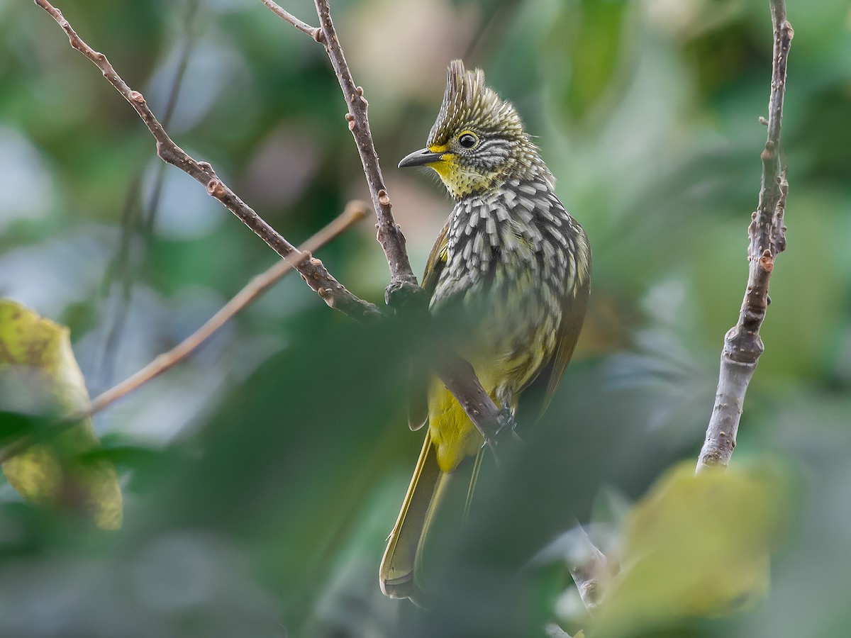 Striated Bulbul - Alcurus striatus - Birds of the World