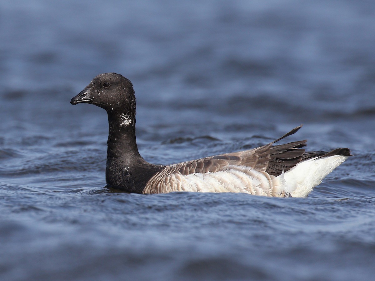 Brant - Branta bernicla - Birds of the World