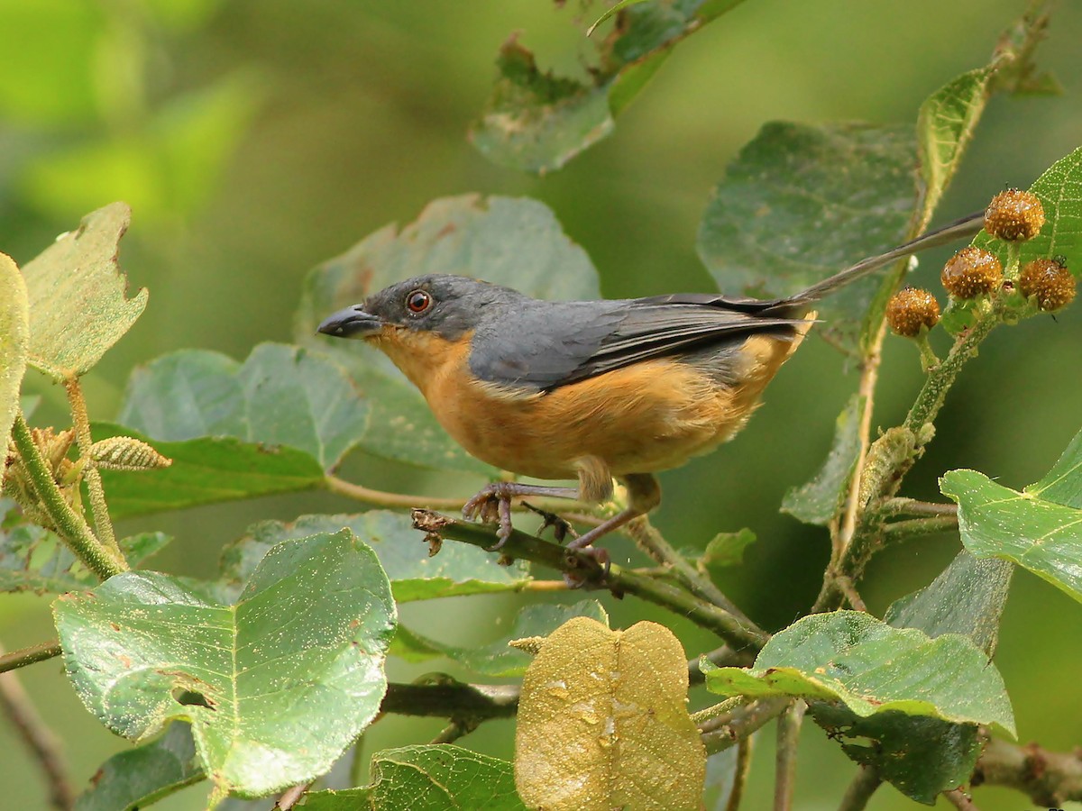 Rufous-crested Tanager - Creurgops verticalis - Birds of the World