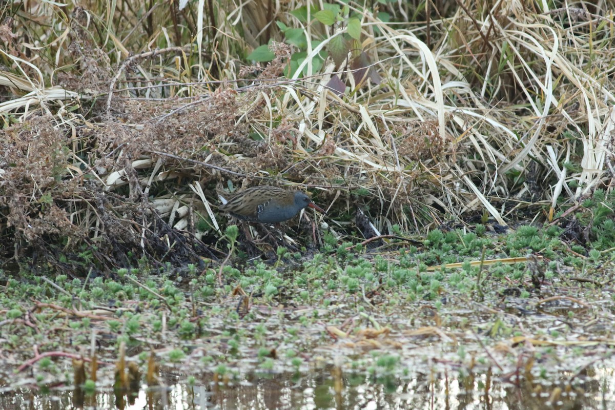 eBird Checklist - 12 Jan 2022 - 洱海月湿地公园 (Erhai Moon Wetland Park) - 29 ...