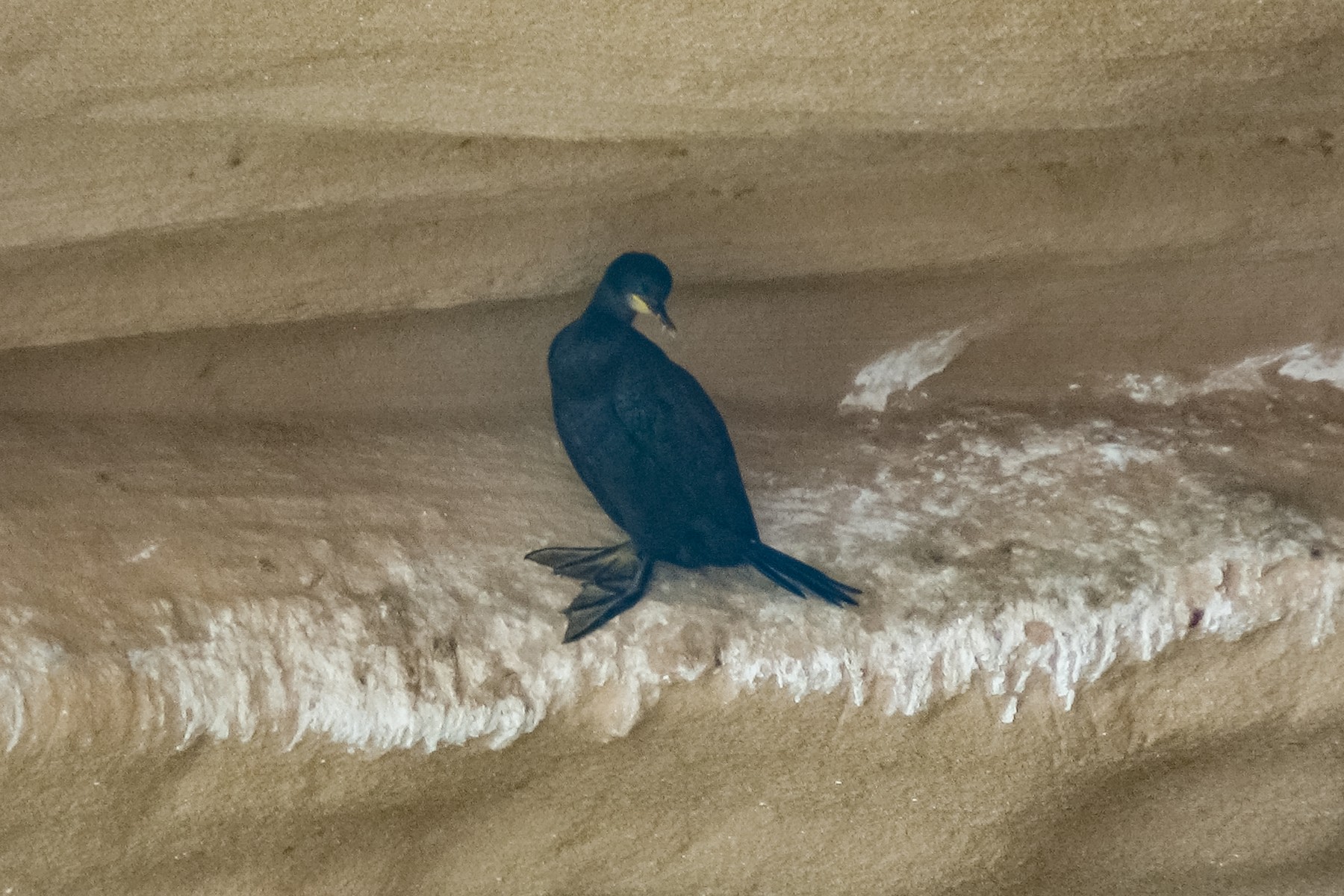 European Shag (Moroccan) - eBird