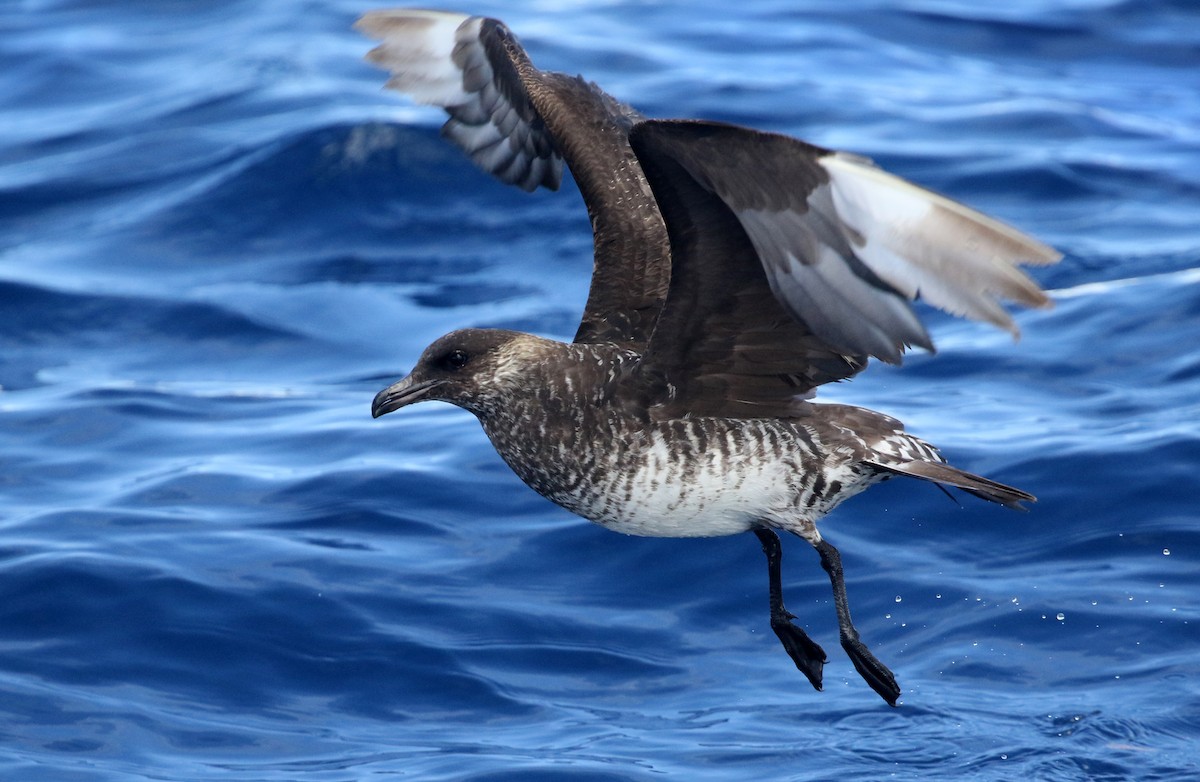 eBird Australia Checklist - 23 Jan 2022 - Offshore--Southport pelagic ...