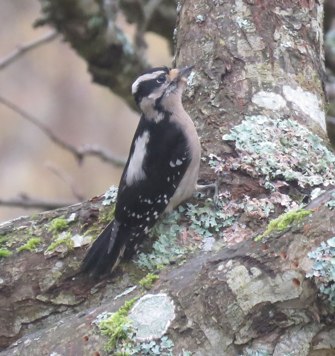 eBird Checklist - 25 Jan 2022 - Kin Beach Provincial Park, Comox - 14 ...