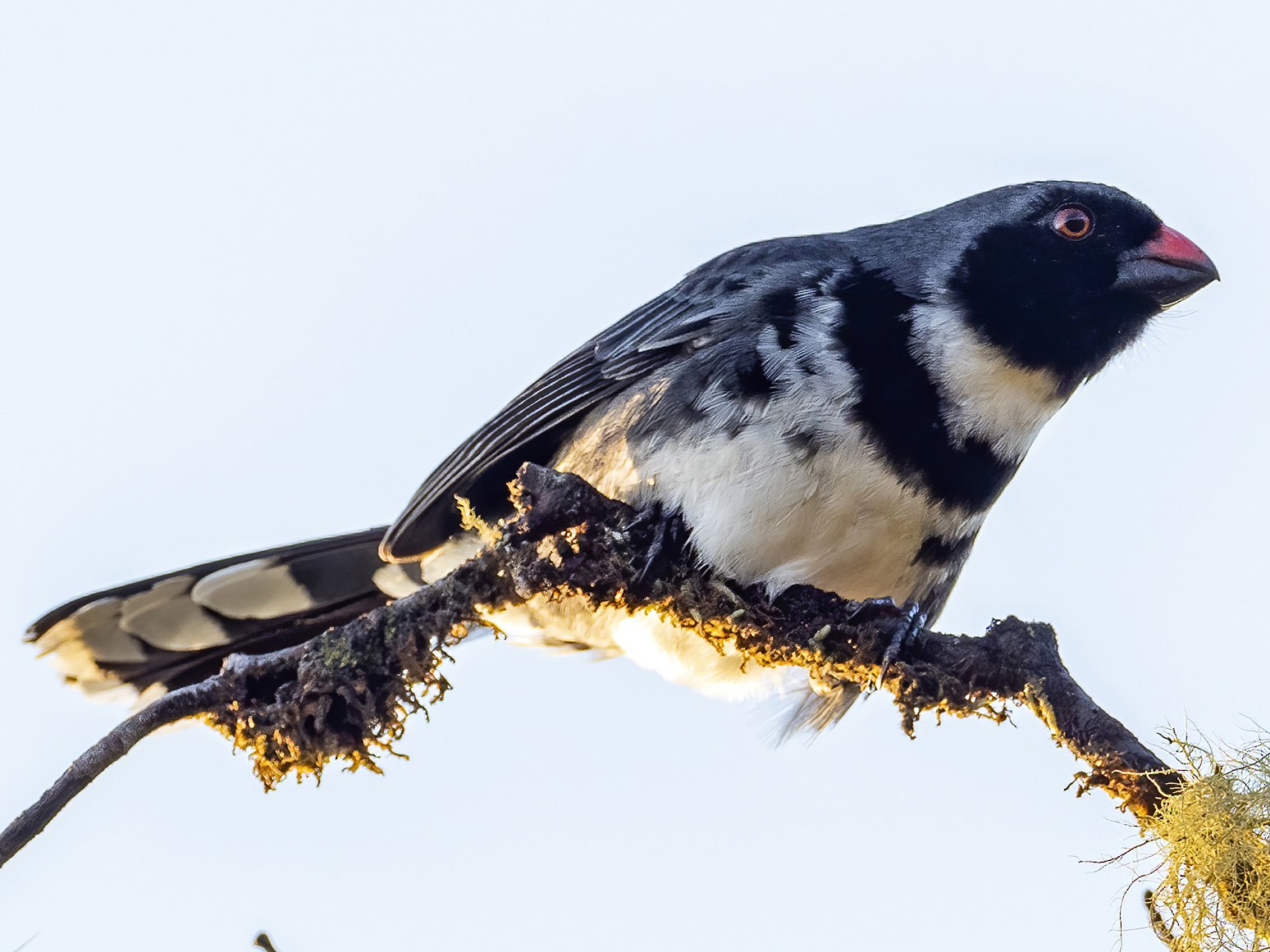 Masked Saltator - eBird