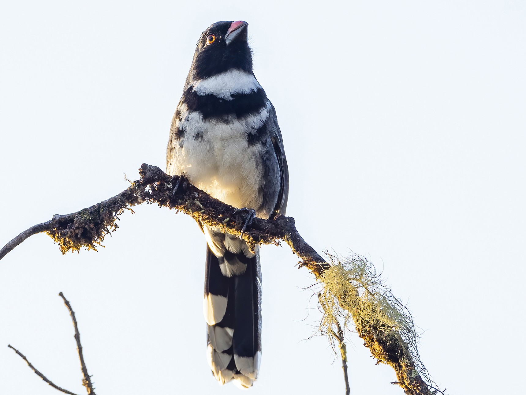 Masked Saltator - eBird