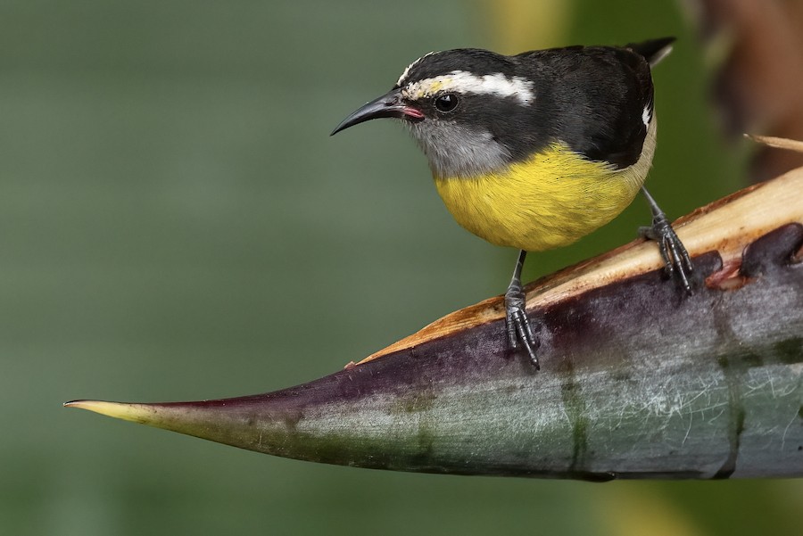 Reinita Común [grupo portoricensis] - eBird