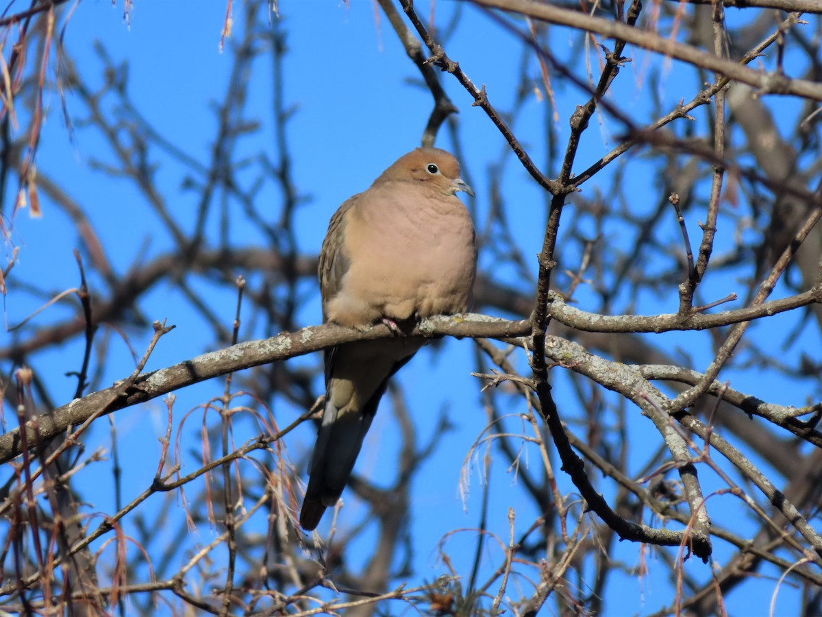 eBird Québec Checklist - 26 Jan 2022 - Parc St-Nicolas - 8 species (+1 ...