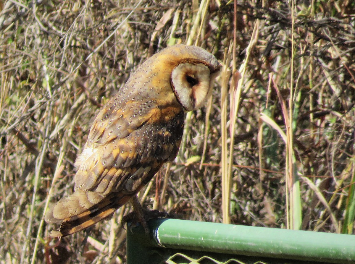 Western Barn Owl (Cape Verde) - eBird