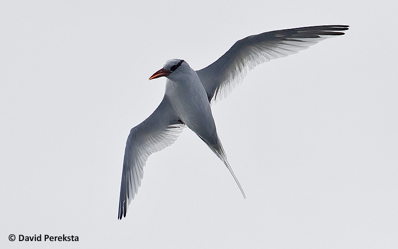 eBird Checklist - 8 Sep 2016 - Pelagic. Searcher. Leg 6. 32.48909 -119. ...