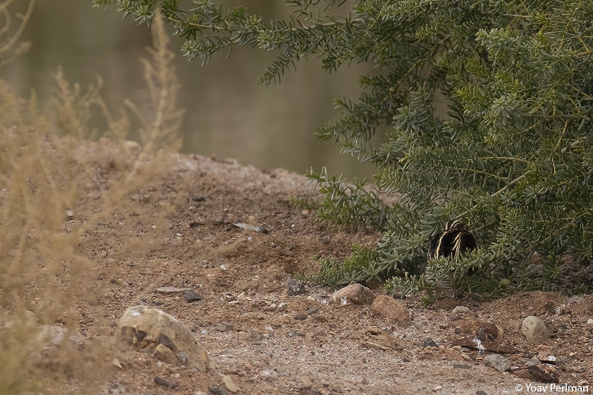 Israel Breeding Bird Atlas Checklist - 27 Jan 2022 - International ...