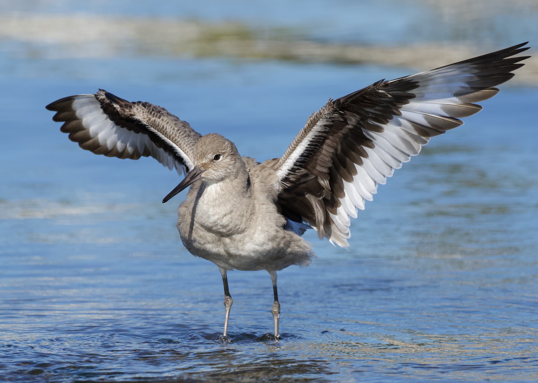 Willet (Western) - eBird