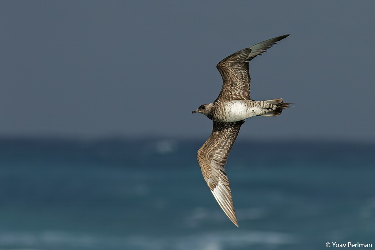 Israel Breeding Bird Atlas Checklist - 26 Jan 2022 - Yavne-Yam יבנה-ים ...