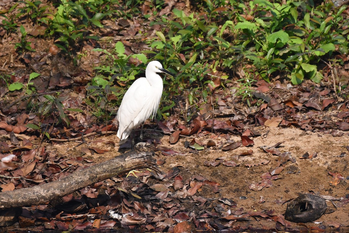 eBird India Checklist - 11 Jan 2022 - Bhitarkanika-Dangamal - 15 ...