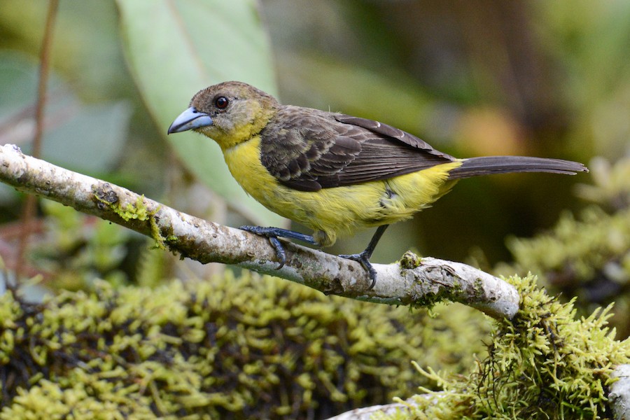 Lemon-rumped Tanager - eBird