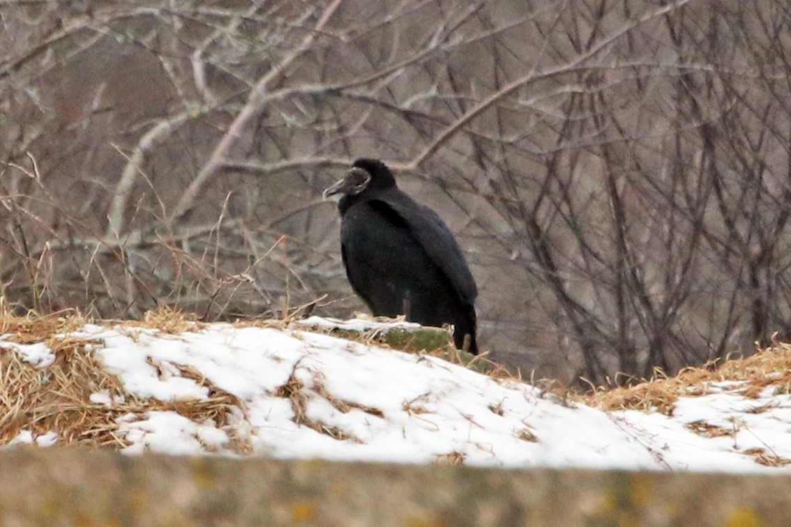 eBird Checklist - 28 Jan 2022 - Rabbit Square Rd., Canning - 7 species ...