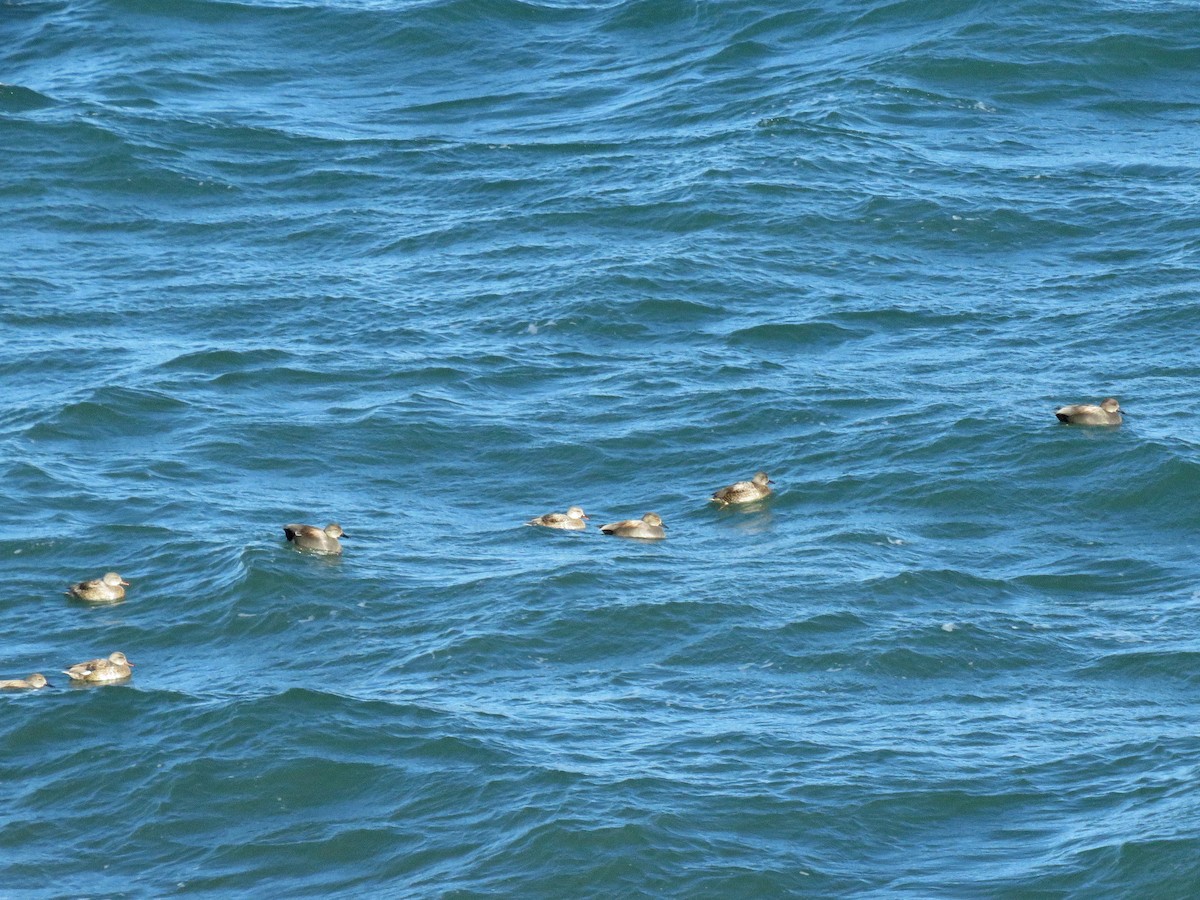 eBird Checklist - 28 Jan 2022 - Pyramid Lake - 9 species (+1 other taxa)