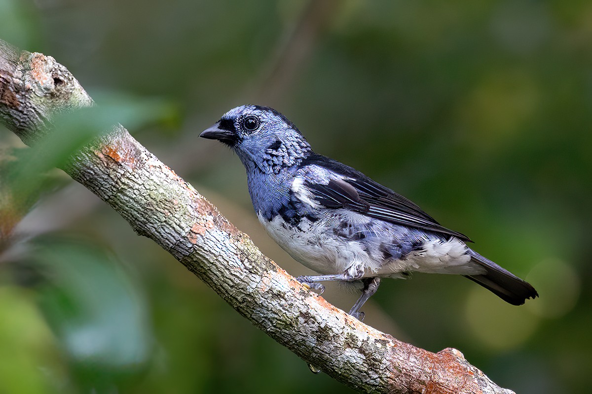Turquoise Tanager (White-bellied) - eBird