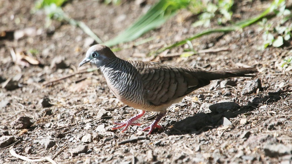 eBird Checklist - 28 Jan 2022 - Kuli'ou'ou Valley Trail - 4 species