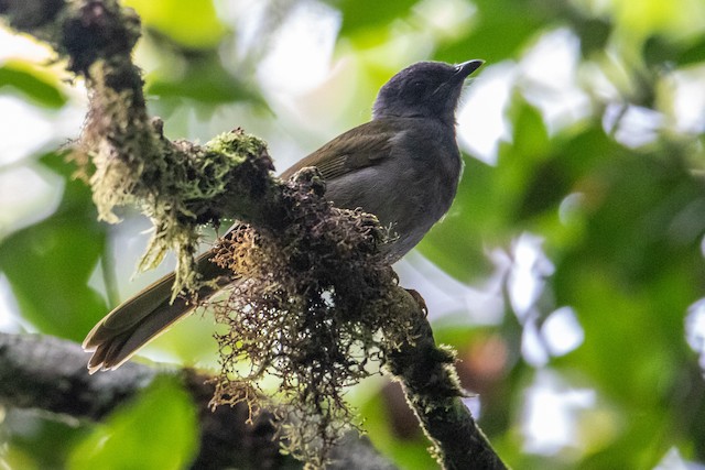 Photos - Uluguru Mountain Greenbul - Arizelocichla neumanni - Birds of ...