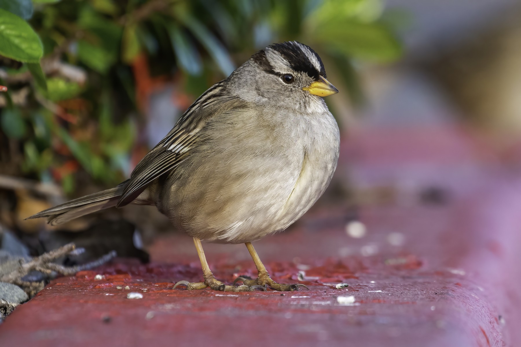 tico-tico-coroado (pugetensis) - eBird