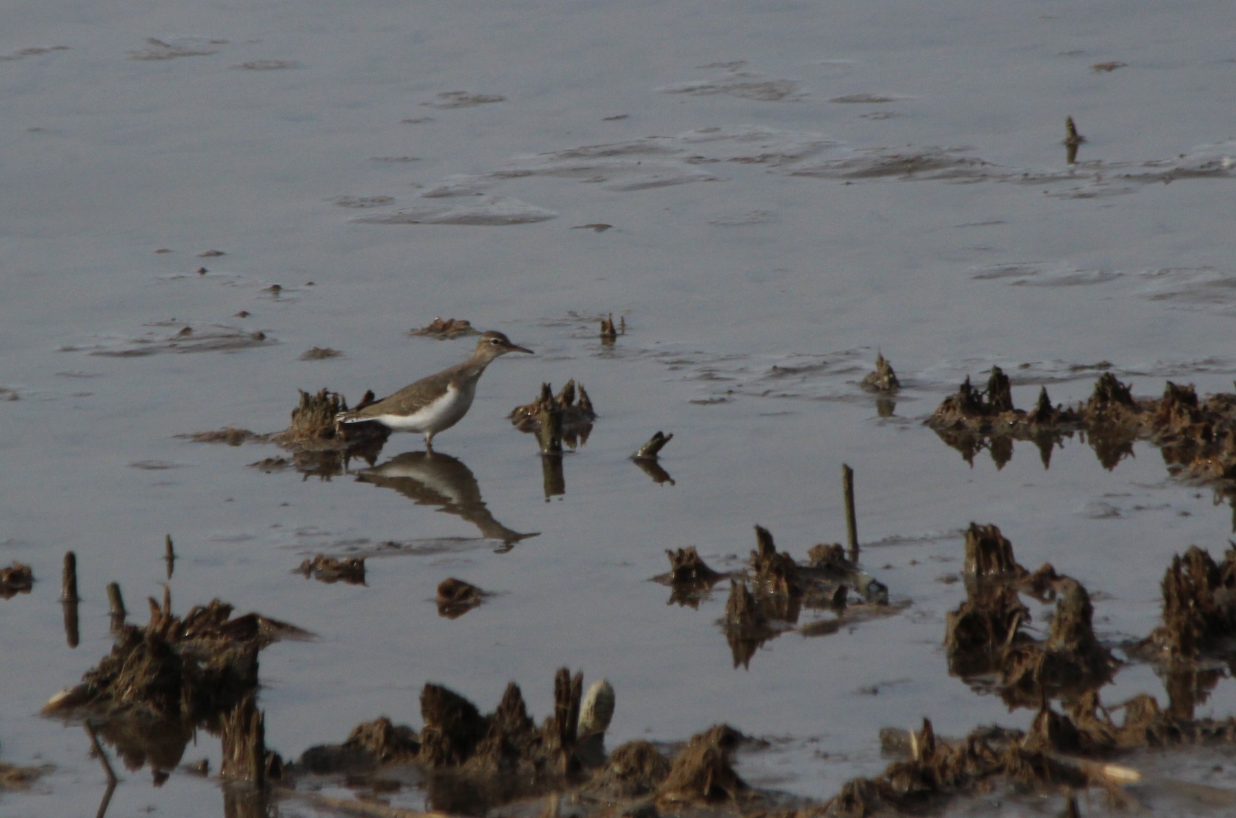 Common/Spotted Sandpiper - eBird