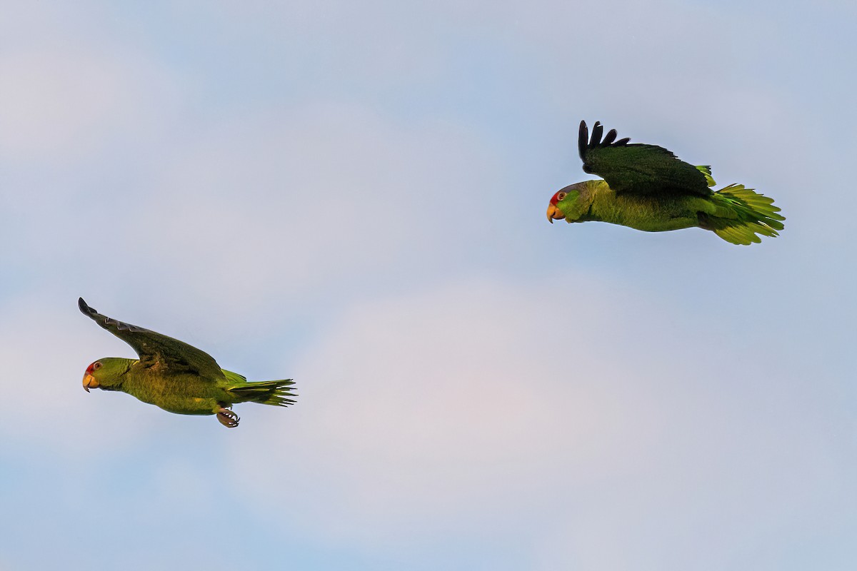 eBird Checklist - 28 Jan 2022 - McAllen--E.Houston Ave. Red-crowned ...