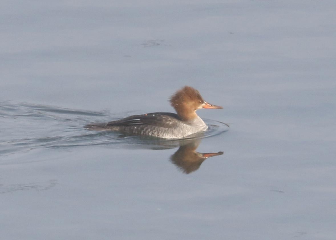 Hooded x Common Merganser (hybrid) - eBird