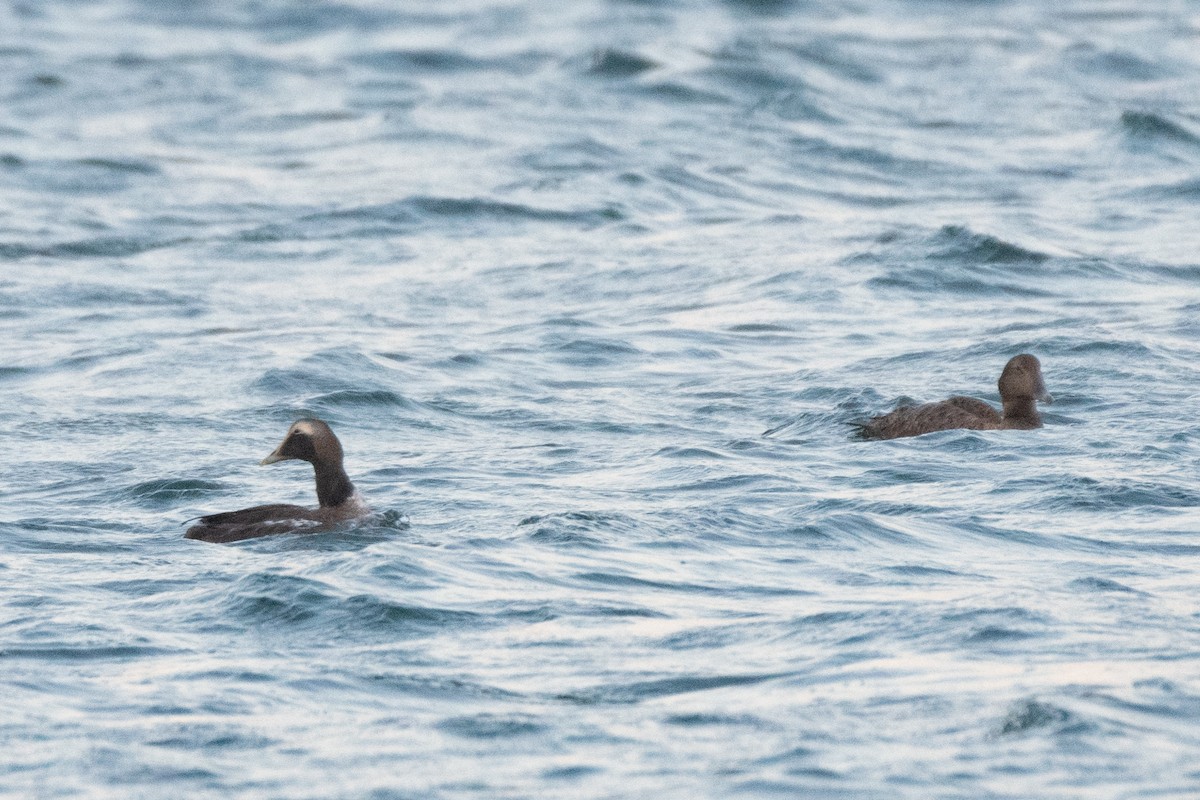 eBird Checklist - 25 Jan 2022 - RNL Estuário do Douro--área geral - 21 ...