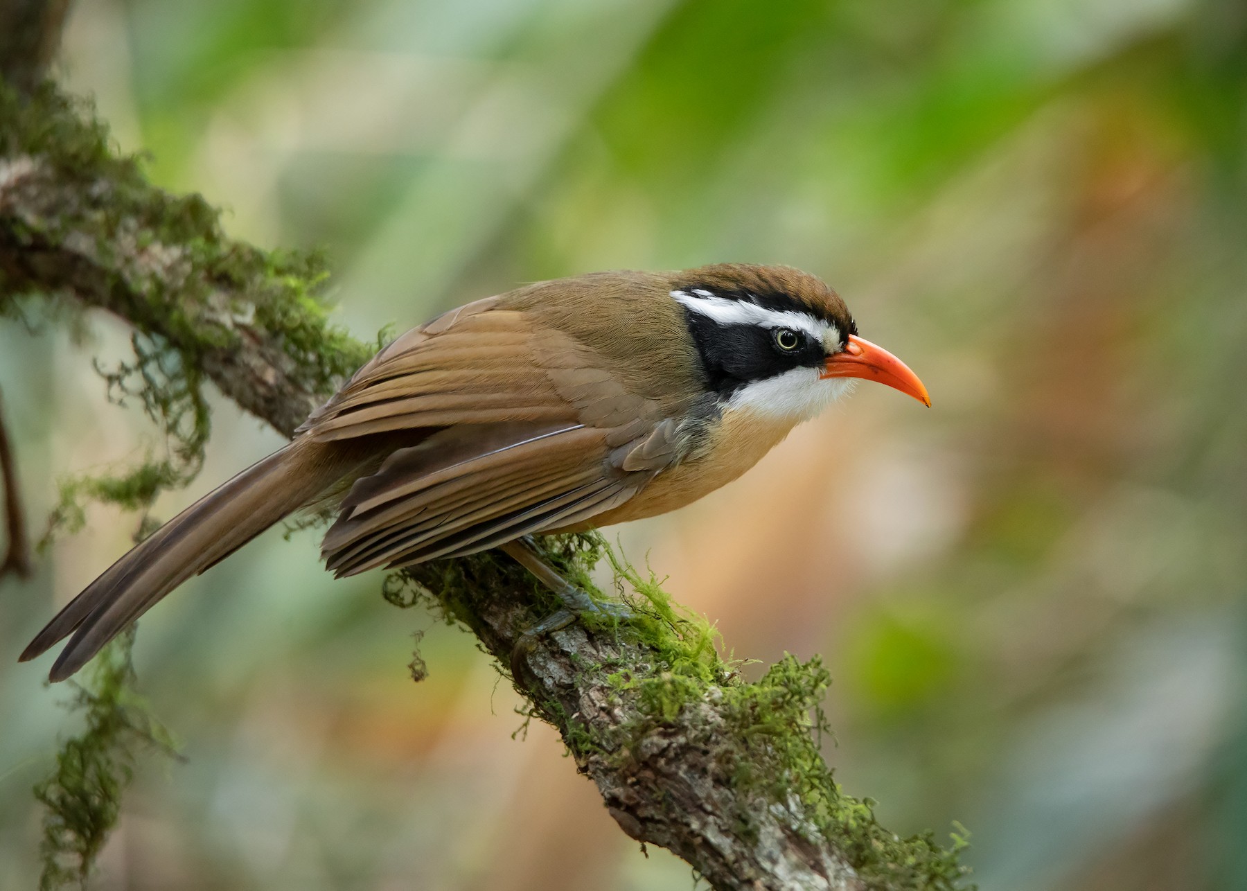 Brown-crowned Scimitar-Babbler (albogularis Group) - eBird