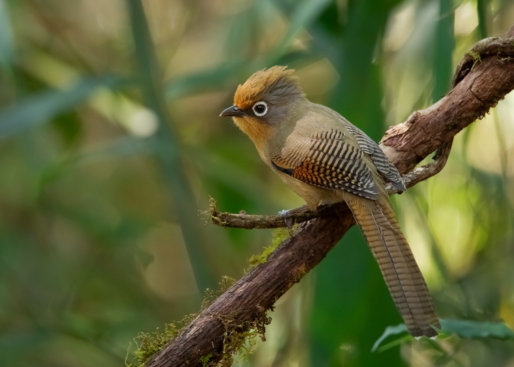 Spectacled Barwing (Western) - eBird