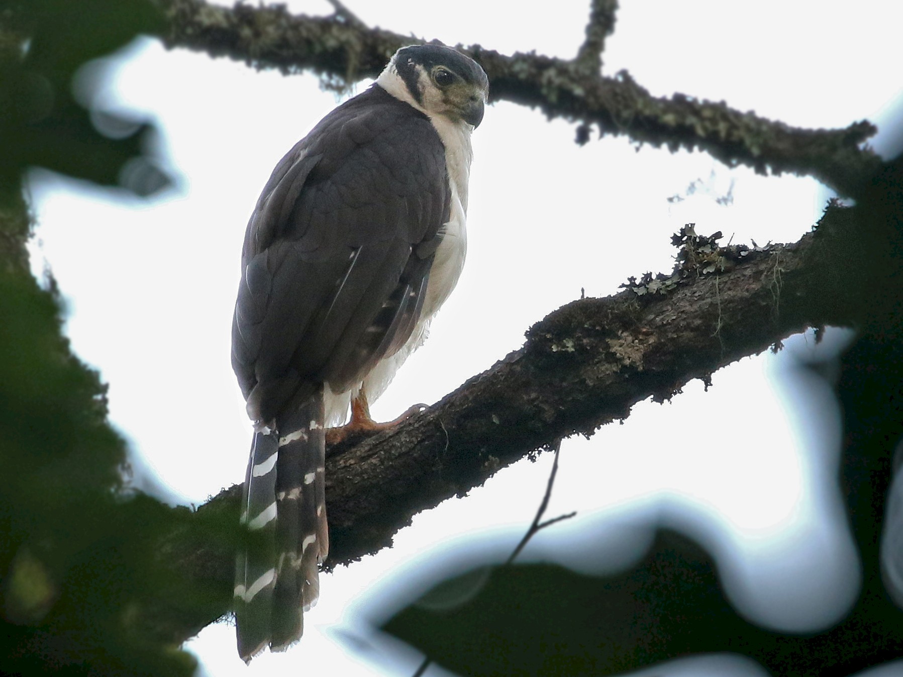 Collared Forest-Falcon - eBird
