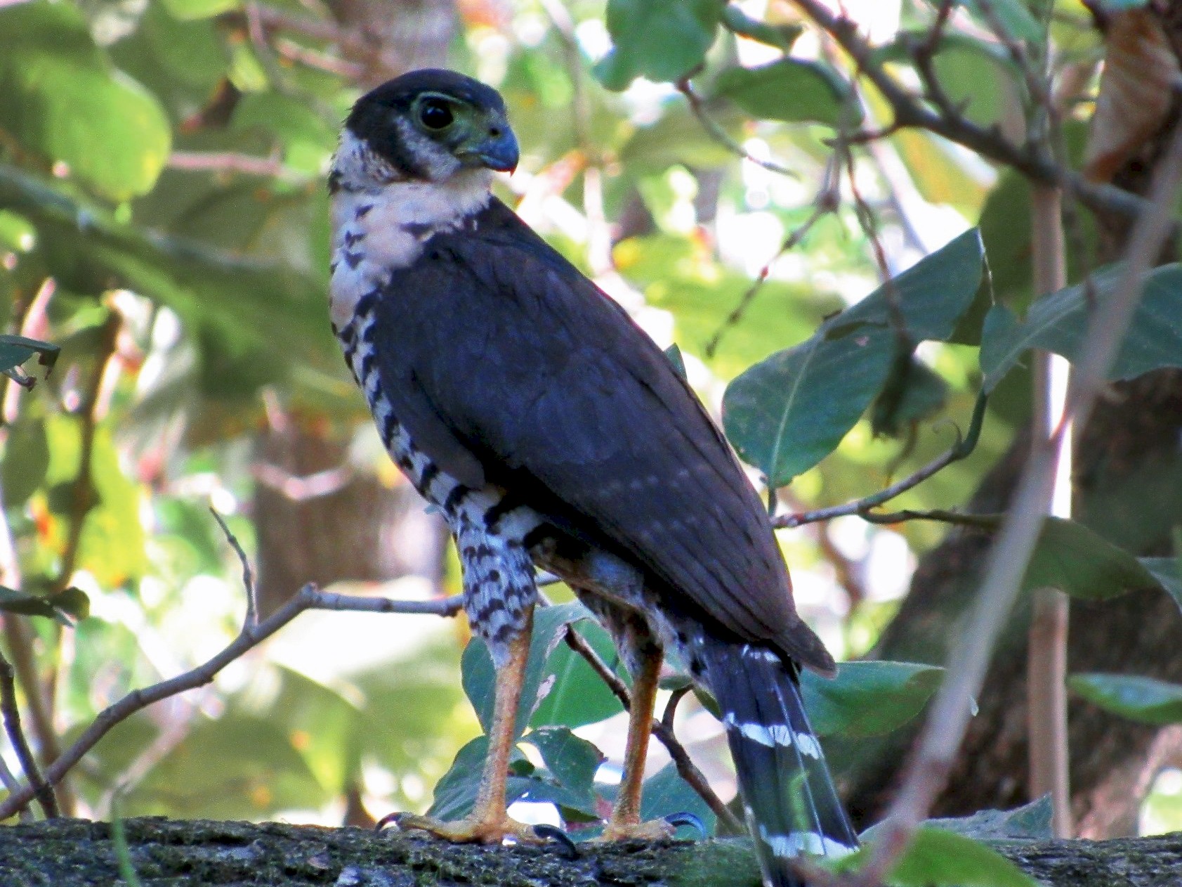 Collared Forest-Falcon - eBird