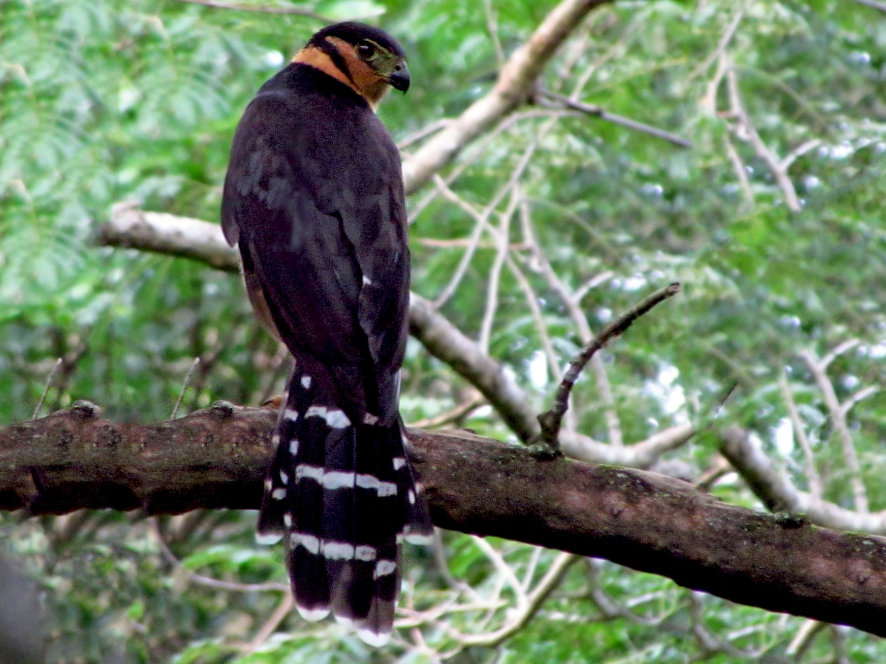 Collared Forest-Falcon - eBird