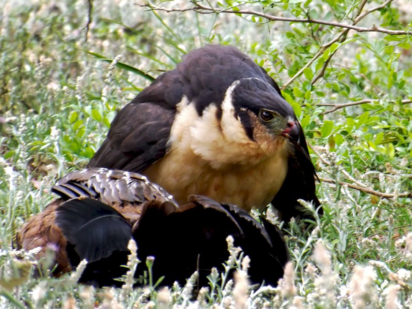 Collared Forest-Falcon - eBird