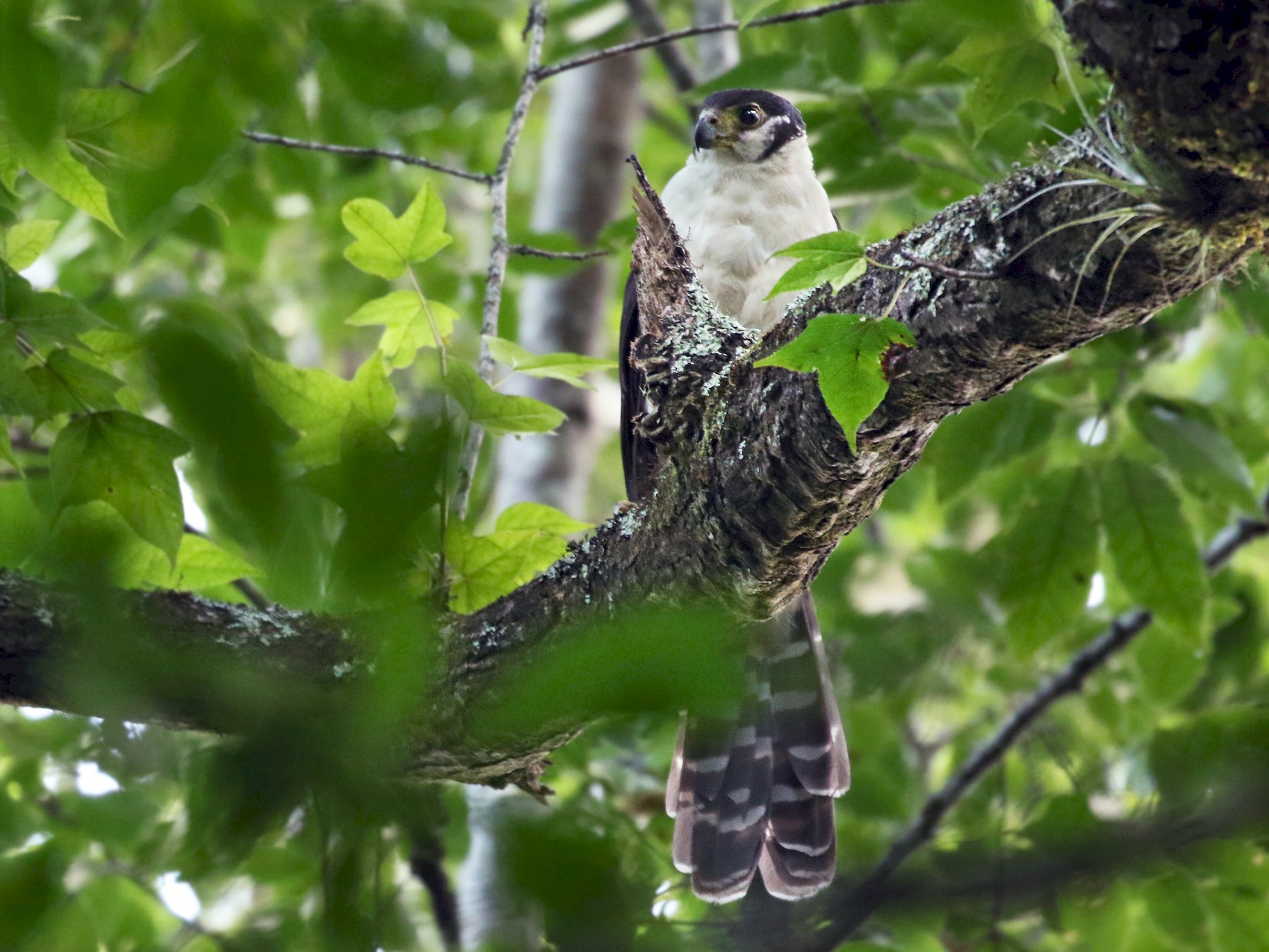 Collared Forest-Falcon - eBird