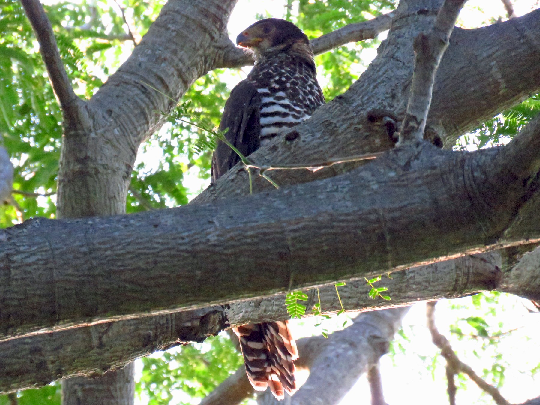 Collared Forest-Falcon - eBird