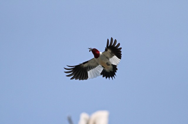 Red Headed Woodpecker Flying