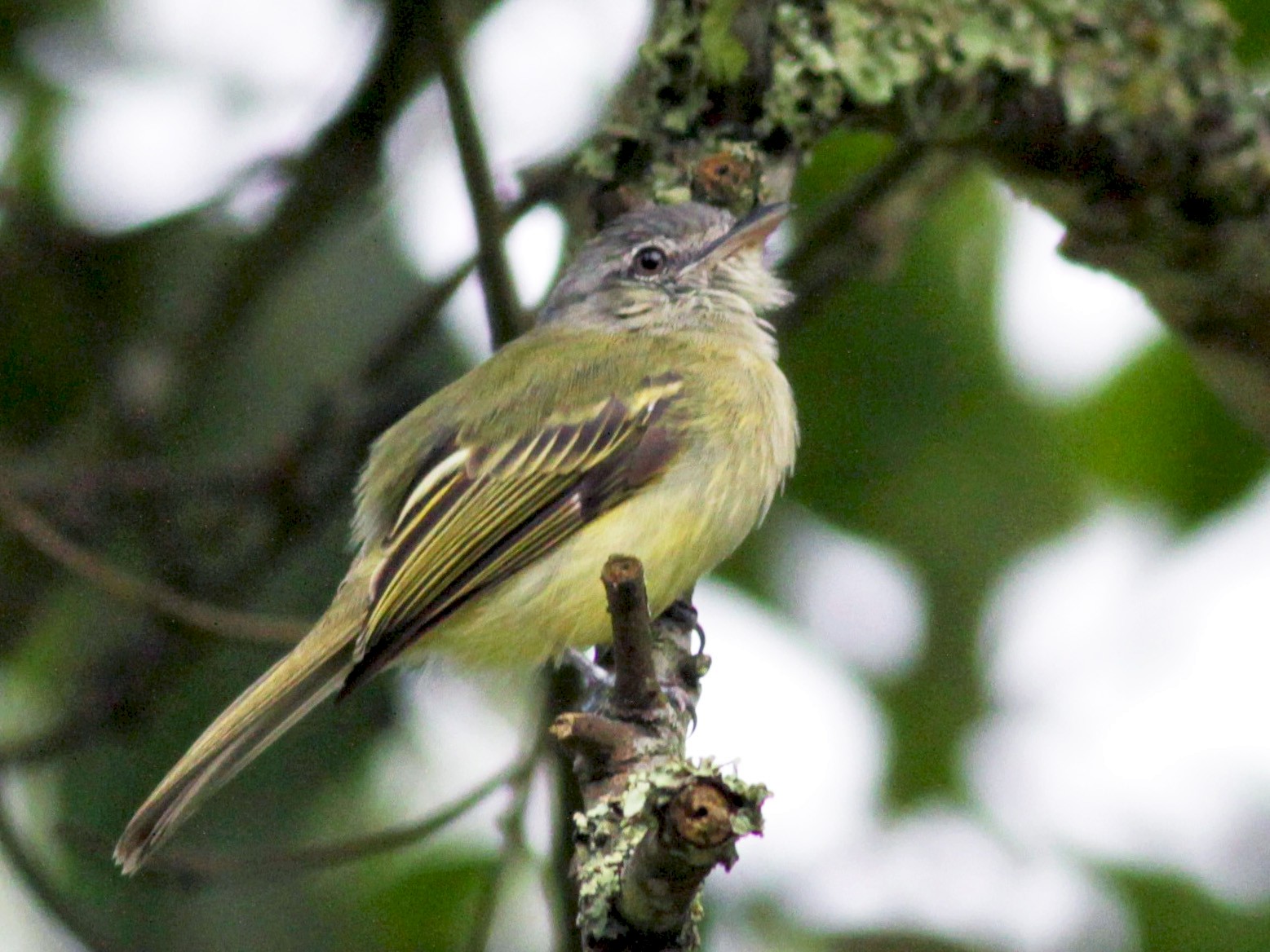 Yellow-olive Flatbill - eBird