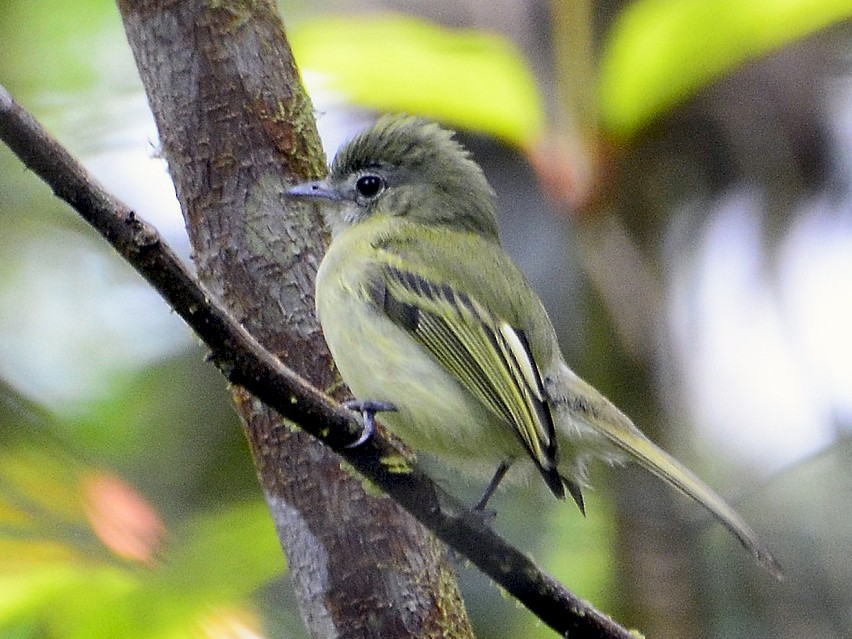 Yellow-olive Flycatcher - eBird