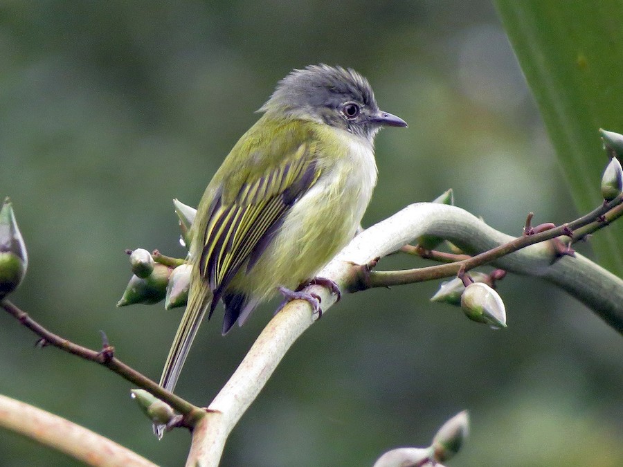Yellow-olive Flycatcher - eBird