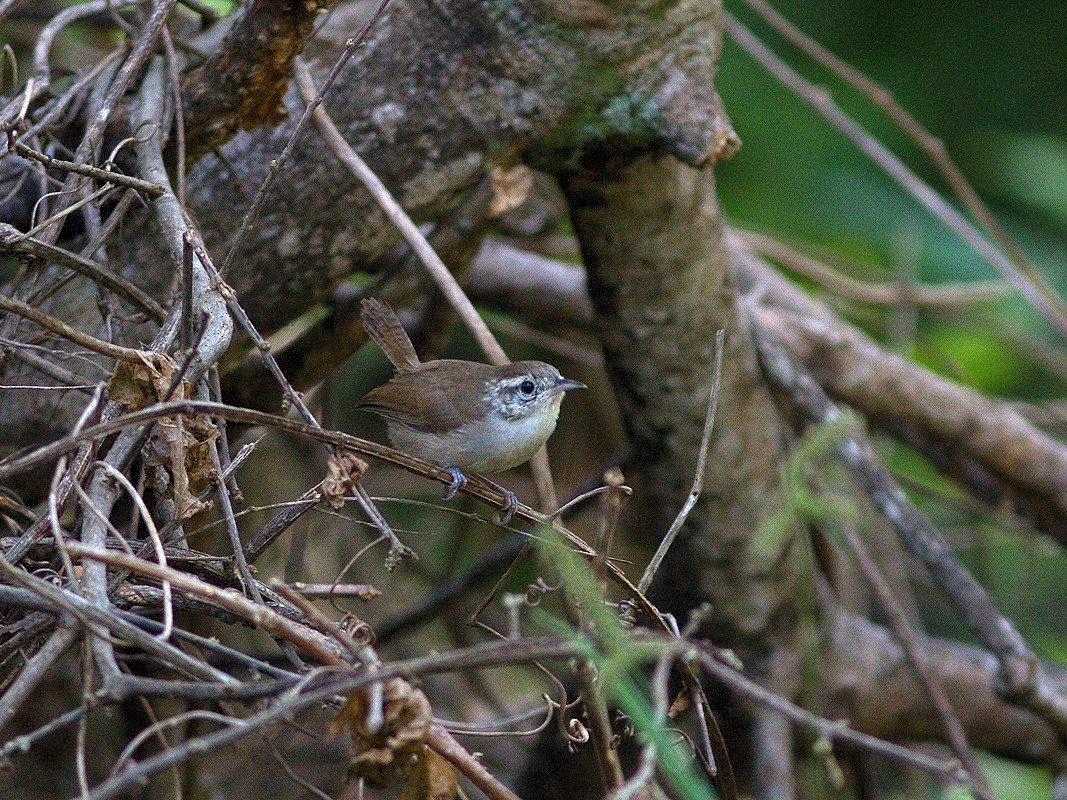 White-bellied Wren - eBird