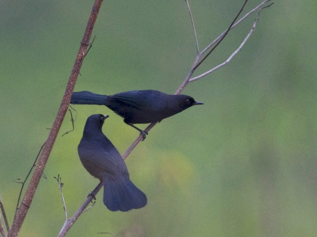 Black Catbird - eBird