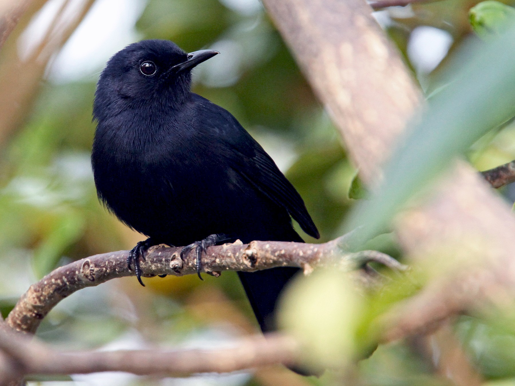Black Catbird - eBird