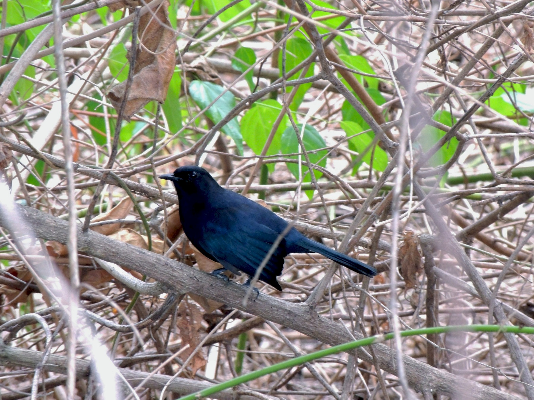 Black Catbird - eBird