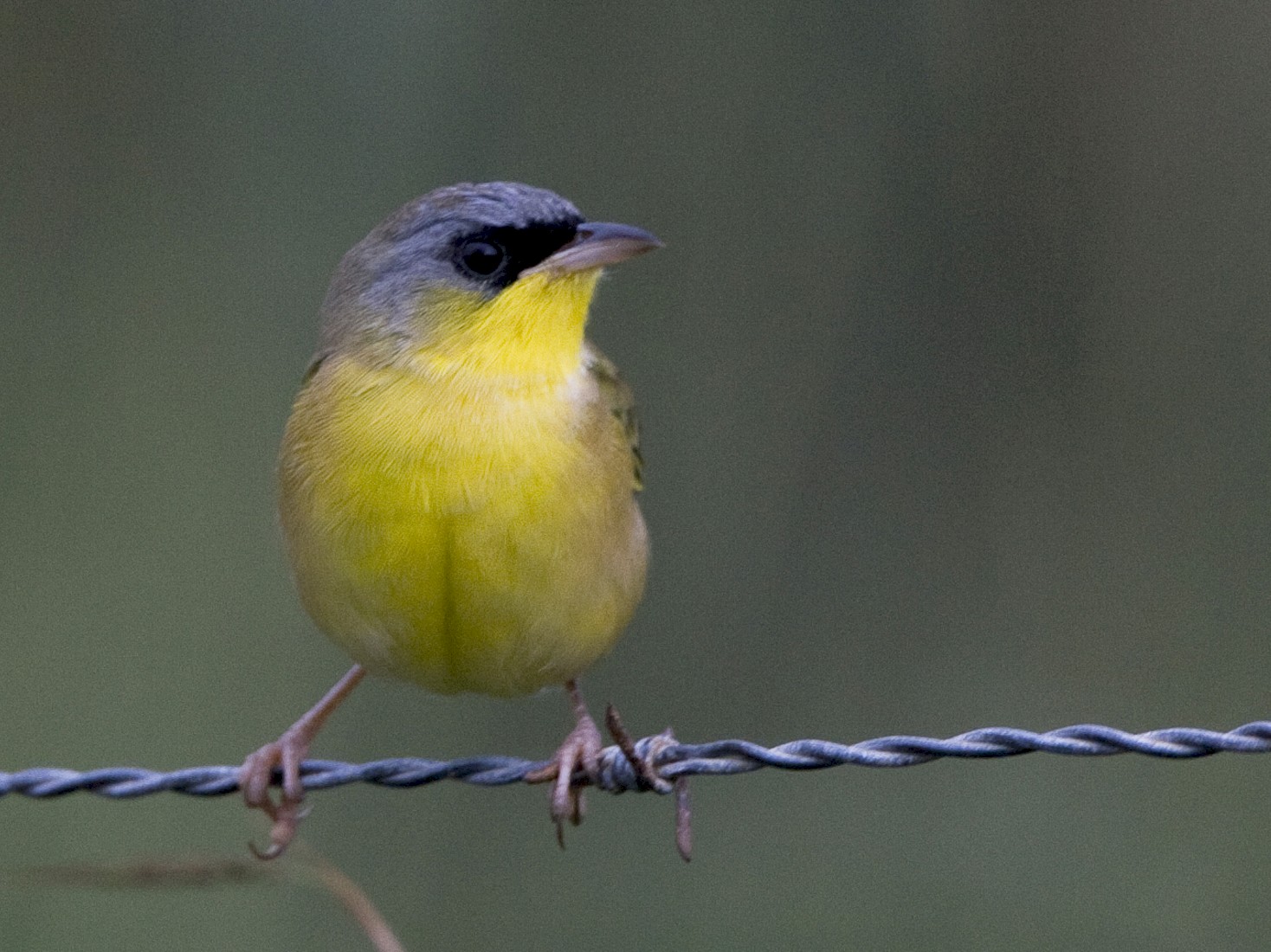 Gray-crowned Yellowthroat - eBird