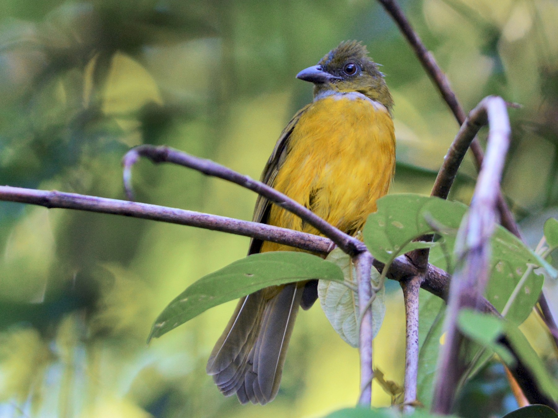 Grey-headed Tanager - eBird