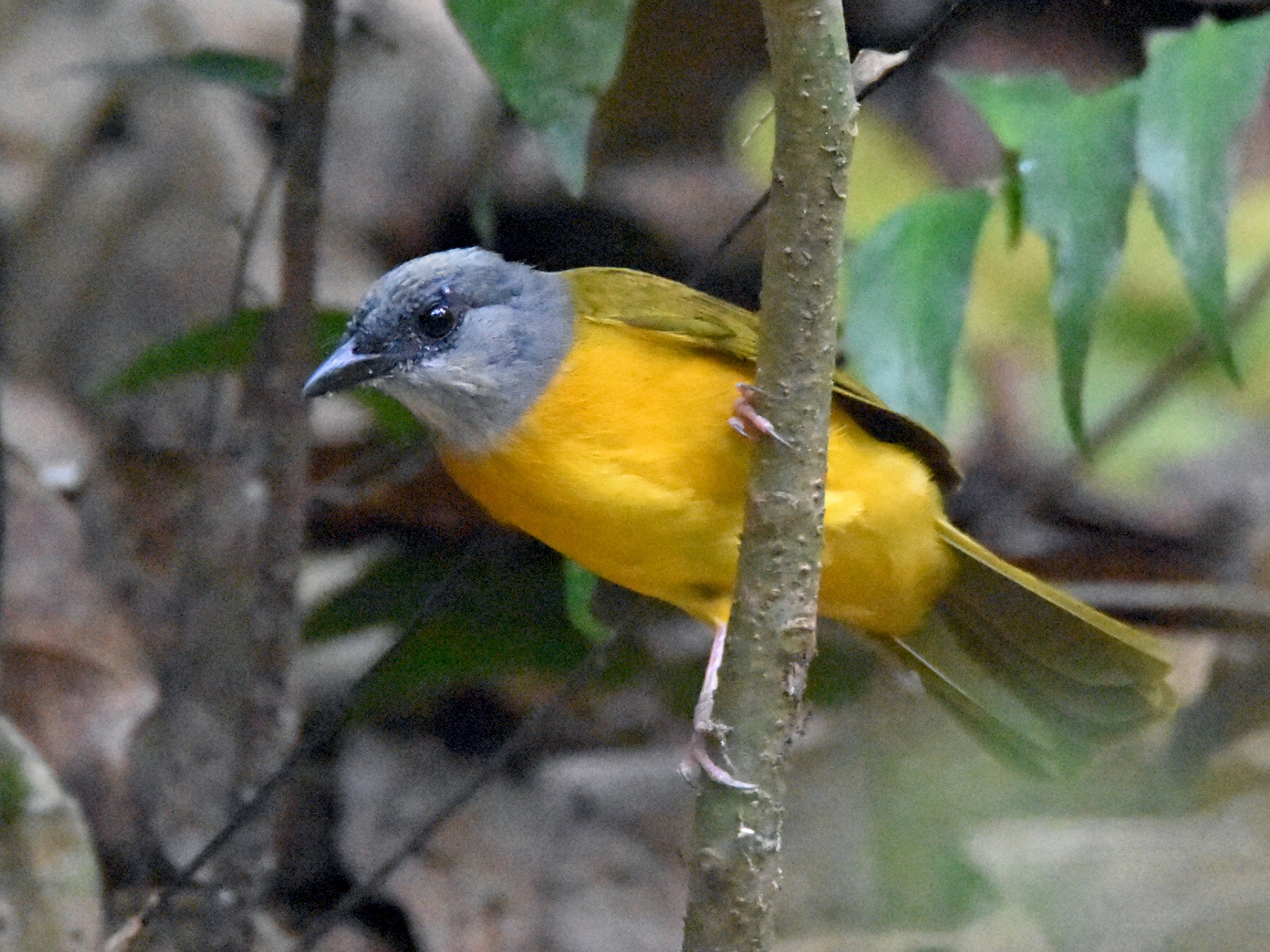 Gray-headed Tanager - eBird